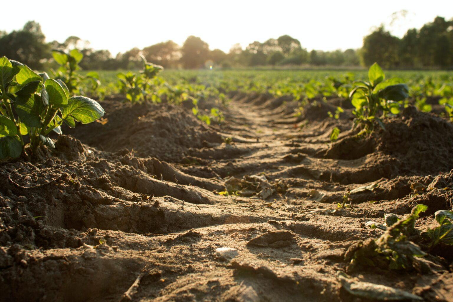 Molly Chester: The Farm To Table Diet (Soil Microbiome, Regenerative ...