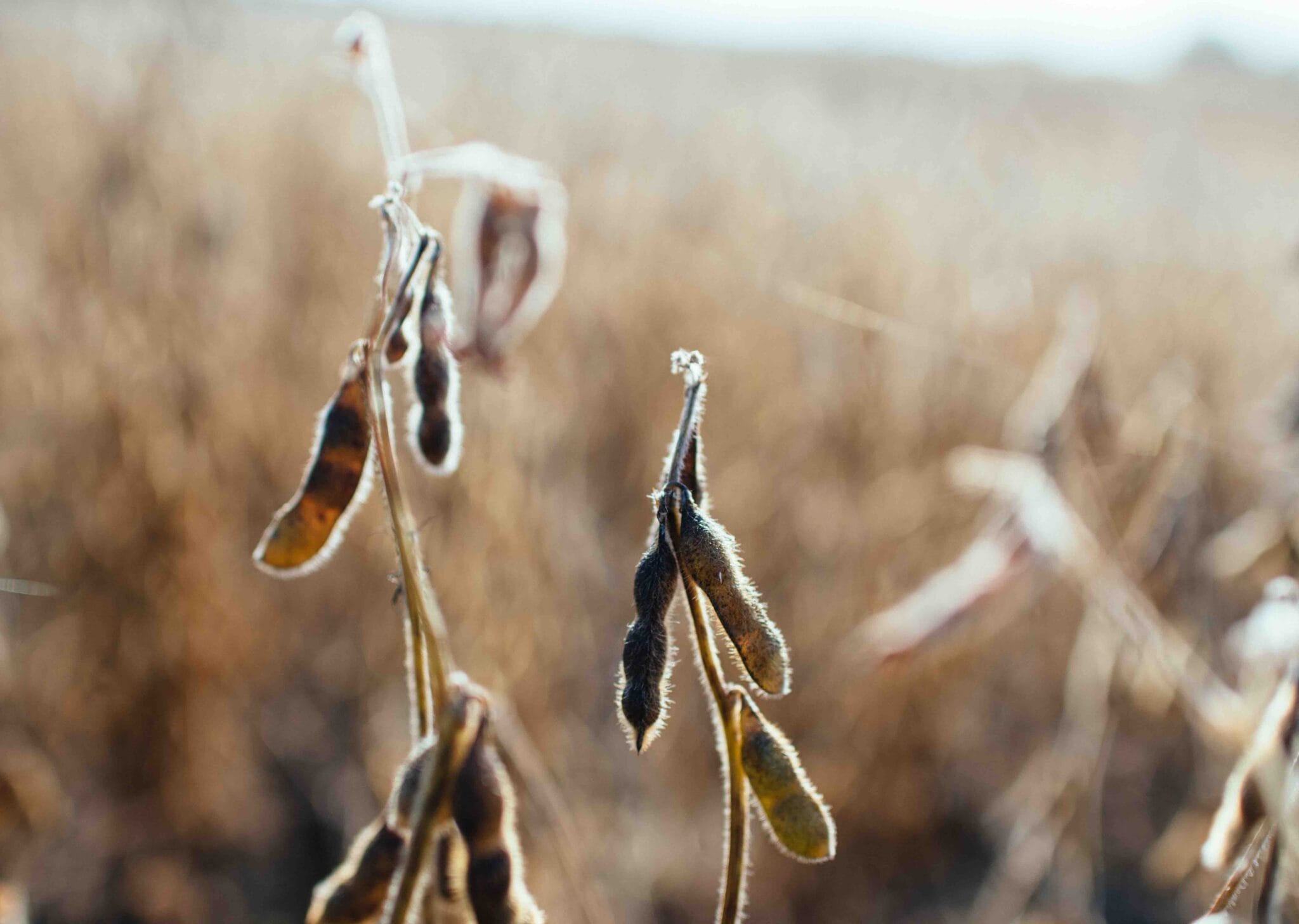 The Truth About Soybeans And Inflammation | Dr. Will Cole
