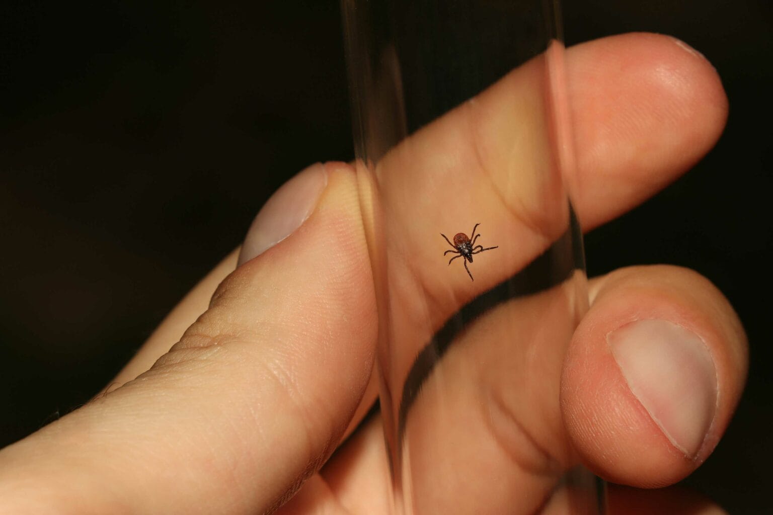 What Are Lyme Disease Co-Infections?