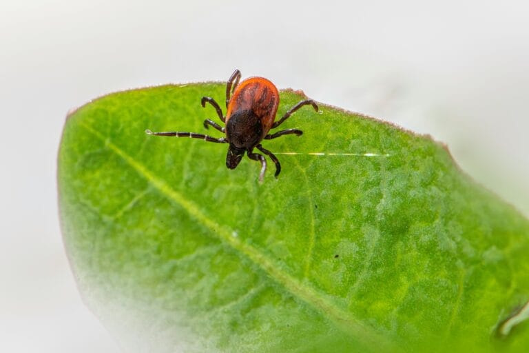 The Rise Of Alpha-Gal Syndrome + Tick-Borne Weapons